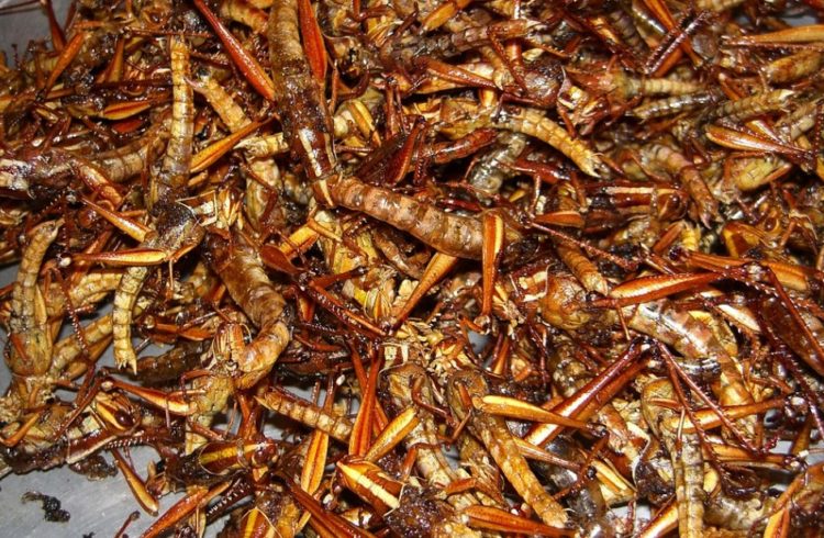 ᐅ Insekten essen: Ein Survival Guide » Mai 2026